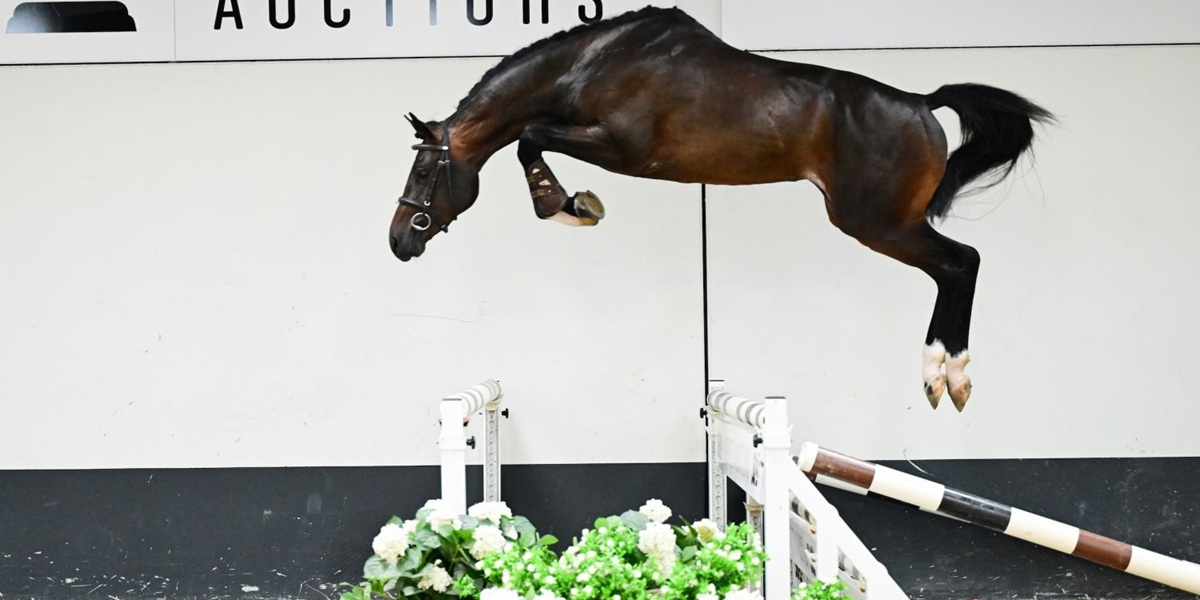 SLF Summer Auction Presents Talented Foals, Youngsters, & Ridden Horses ...